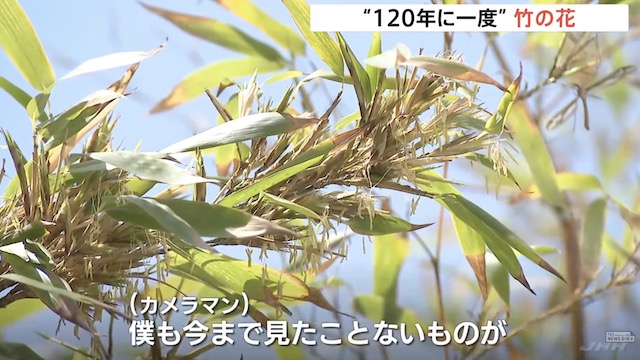 Black Bamboo Flowers Blossom Once Every 120 Years